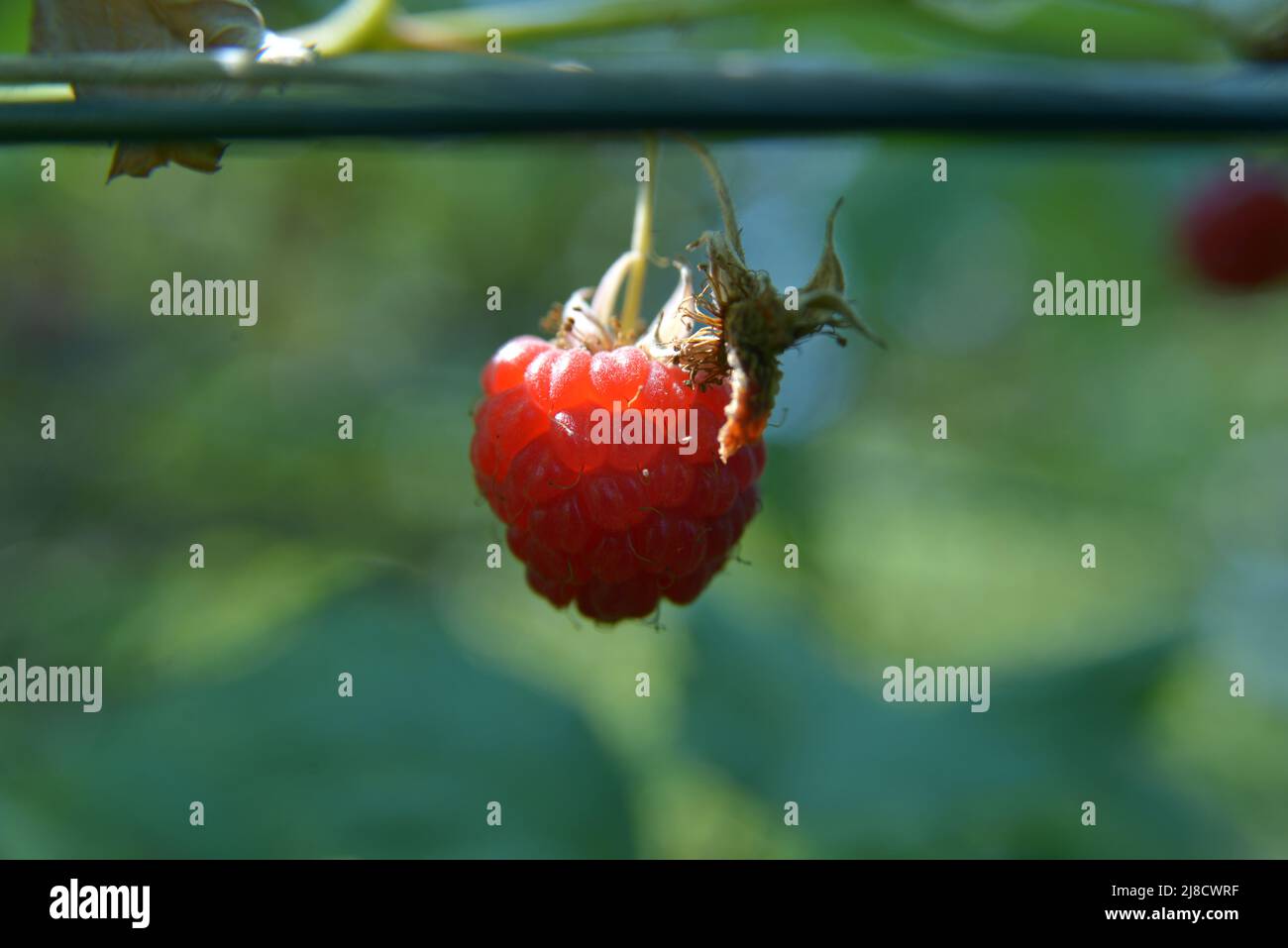 Red raspberry fruit hi-res stock photography and images - Alamy