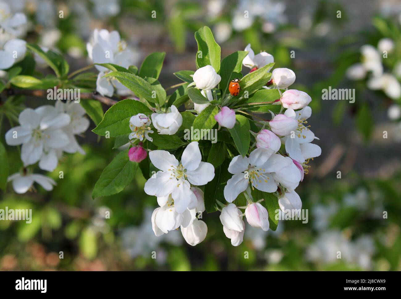 Pretty red ladybug crawling on cherry blossoms on branch - closeup.jpg ...