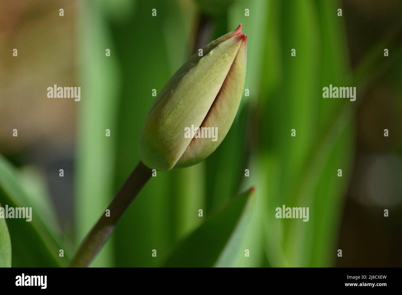 Tulip about to open hi-res stock photography and images - Alamy