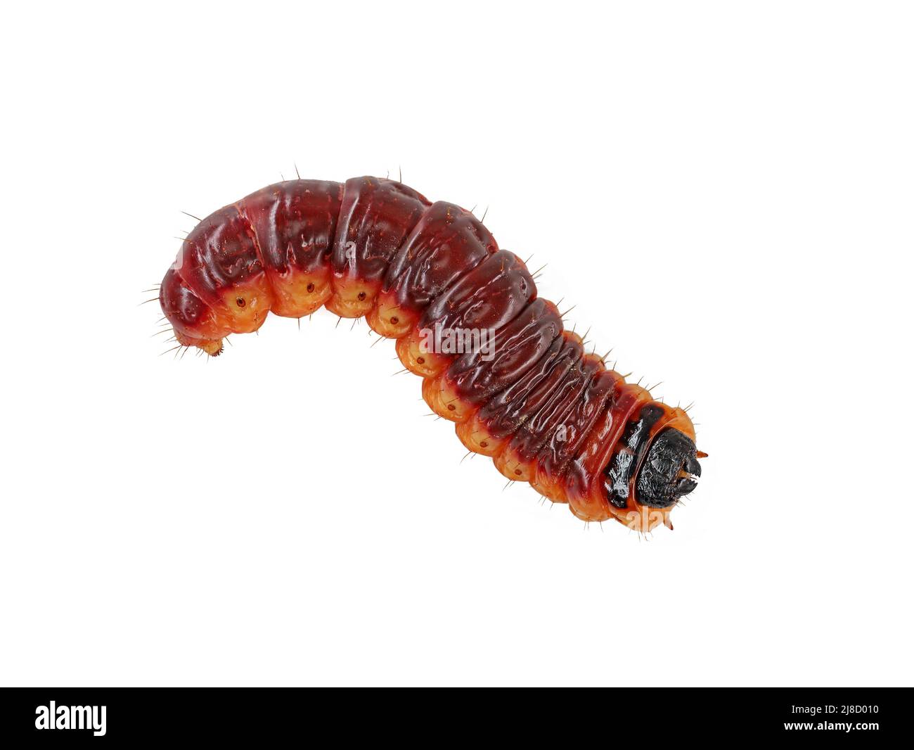 top view of a goat moth caterpillar, Cossus cossus, isolated on white ...