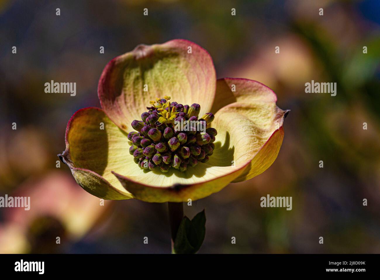 Patterns of flora hi-res stock photography and images - Alamy