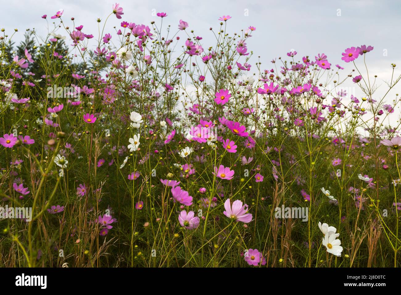 Cosmos south africa hi-res stock photography and images - Alamy