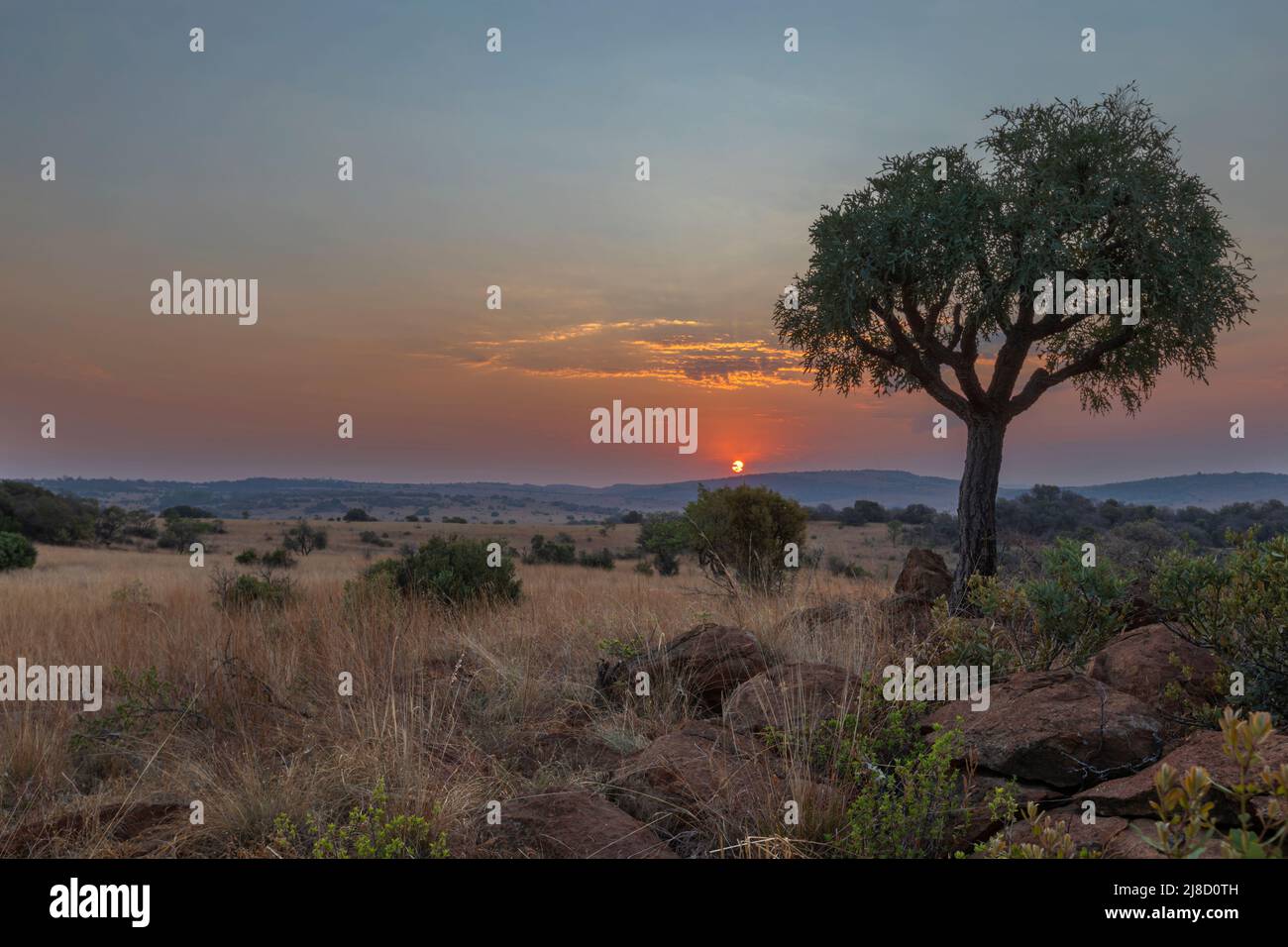 Cabbage tree at sunset Magaliesberg South Africa Stock Photo - Alamy