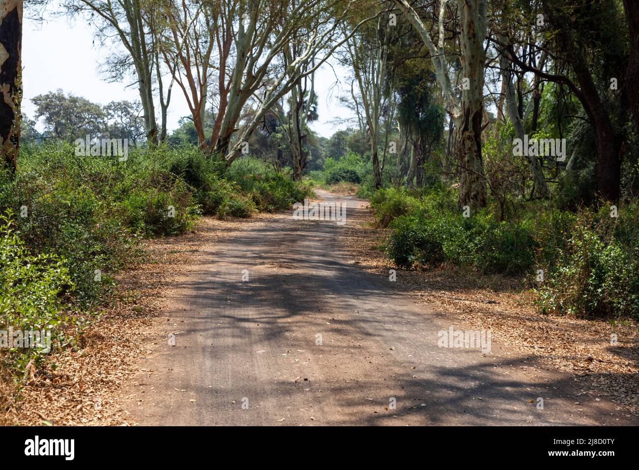 Dirt road in fever tree forest Pafuri Kruger NP South Africa Stock ...