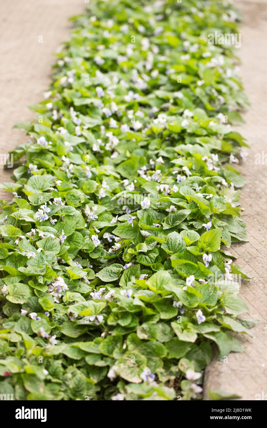 Viola abyssinica tricolor blooming along a concrete path Stock Photo ...
