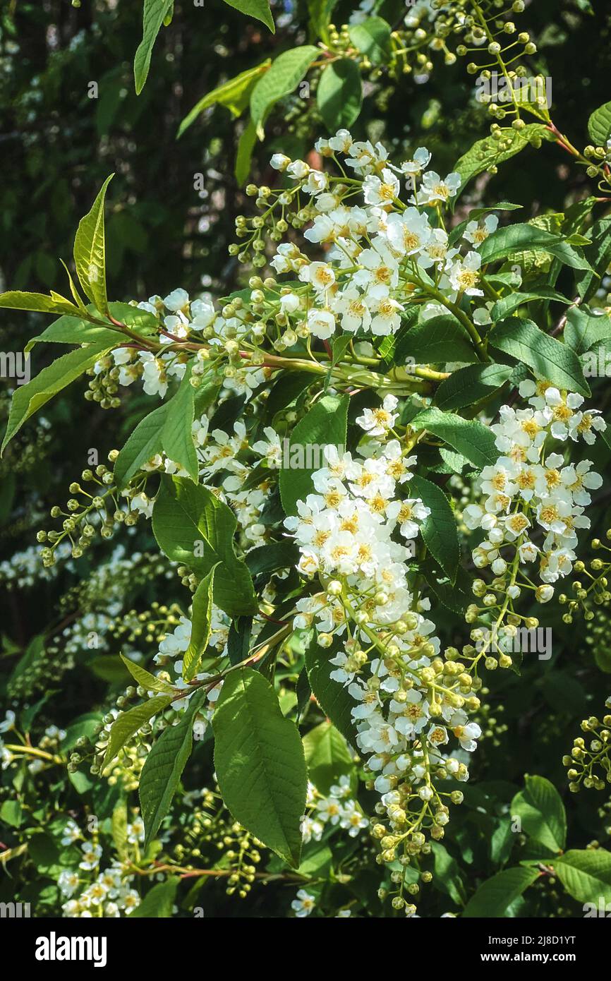 White flowers bird cherry tree hi-res stock photography and images - Alamy