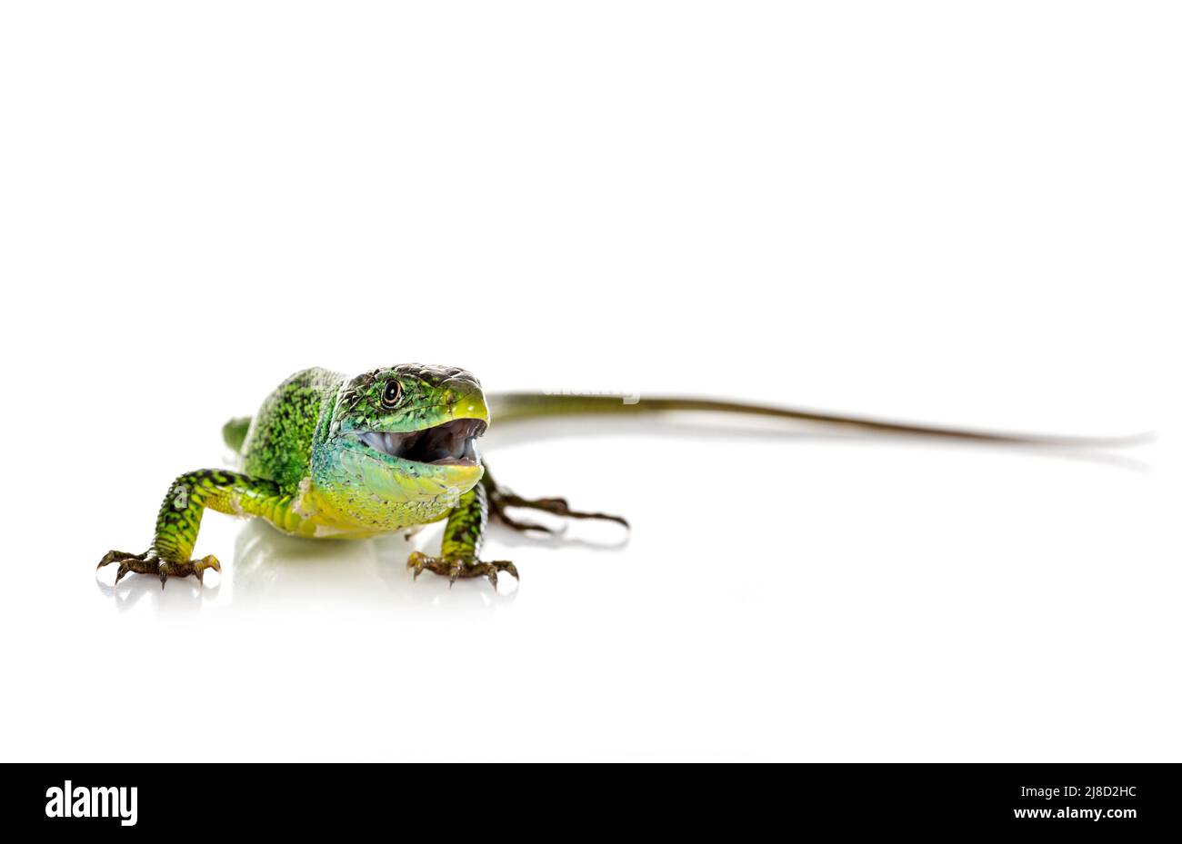 Western green lizard in front of white background Stock Photo - Alamy