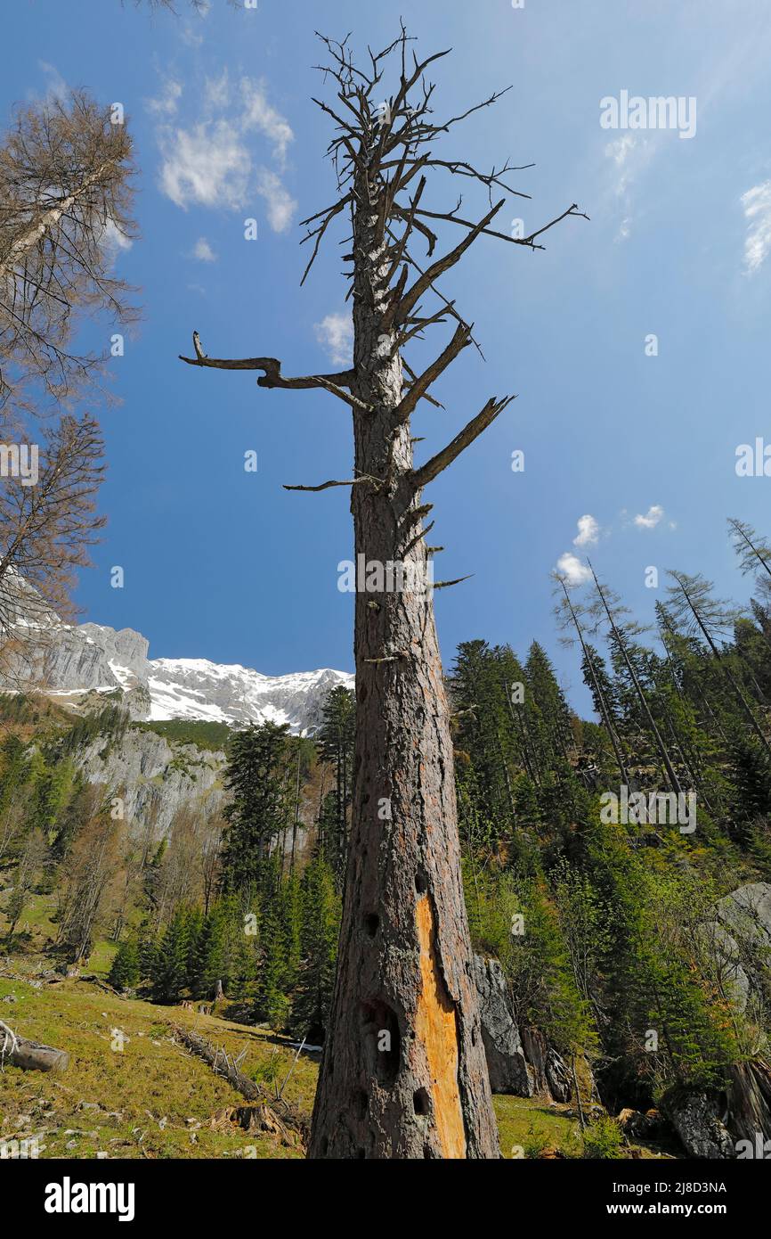 Limestone alps national park hi-res stock photography and images - Alamy