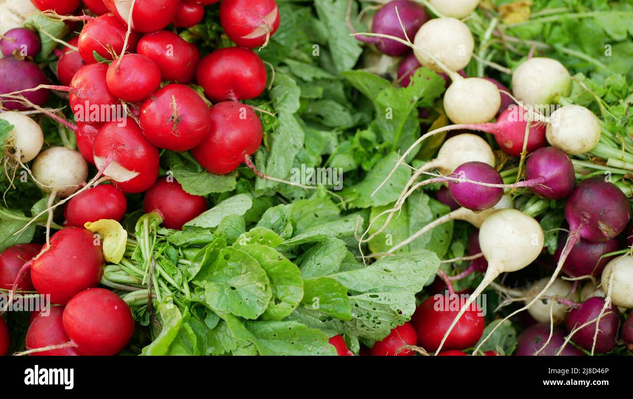 Fresh radish harvest vegetables on the market shop Raphanus ...