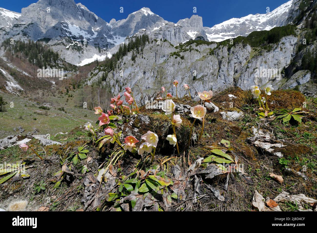 Snow roses in the Styrian Limestone Alps, national park Gesäuse ...