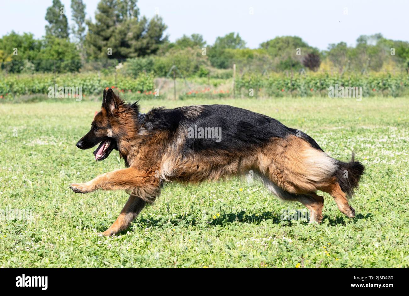 gray german shepherd training for obedience in a field Stock Photo - Alamy