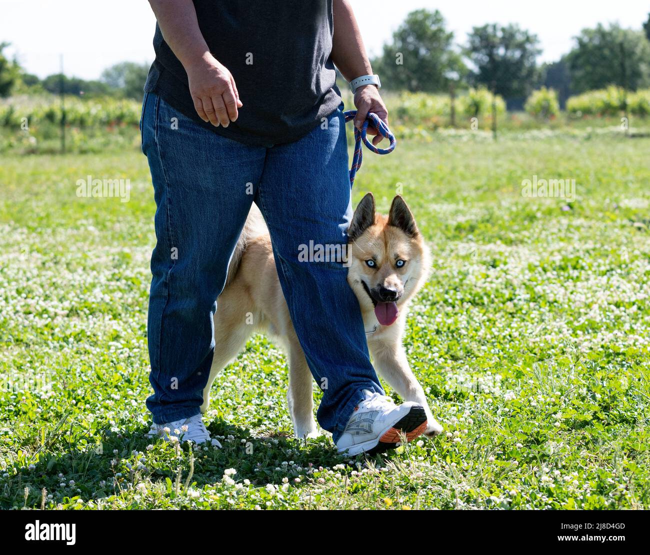 woman and pomsky walking in the nature in summer Stock Photo - Alamy