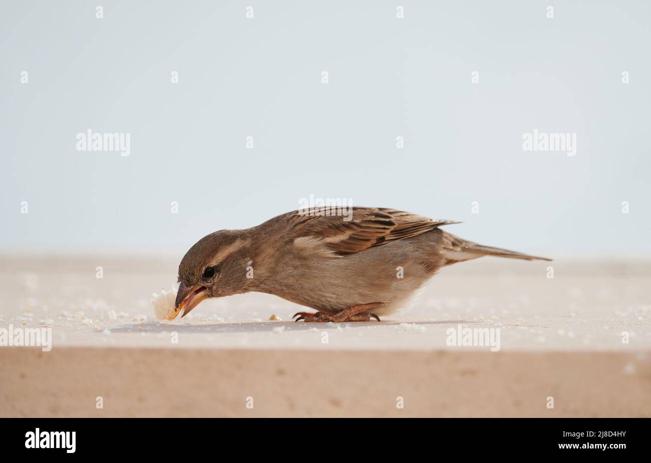 Bread crumbs birds hi-res stock photography and images - Alamy