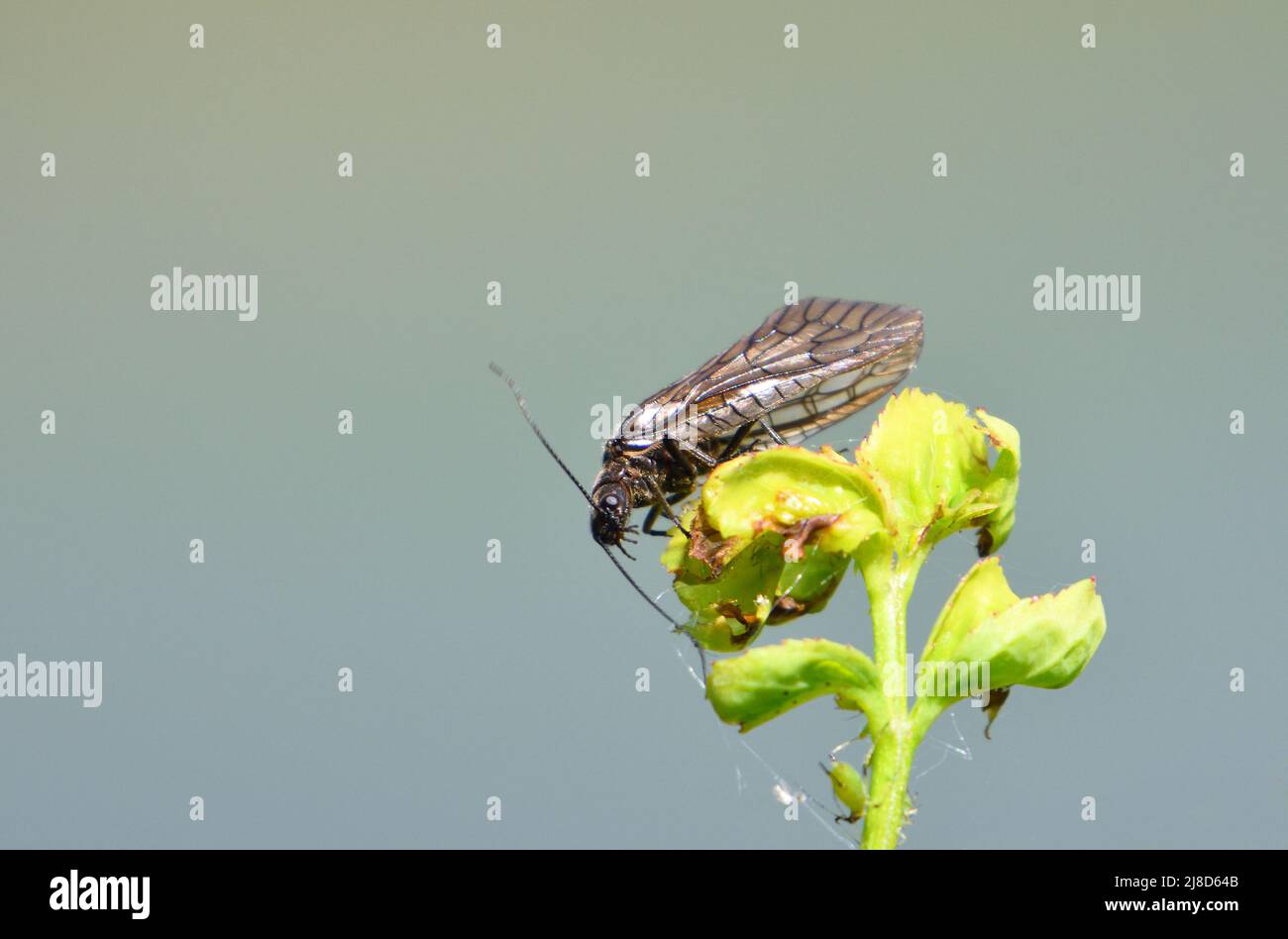 Vegetation and insects hi-res stock photography and images - Alamy