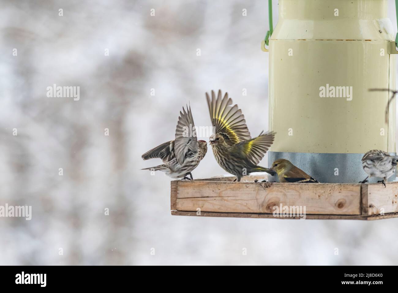 Junko bird hi-res stock photography and images - Alamy