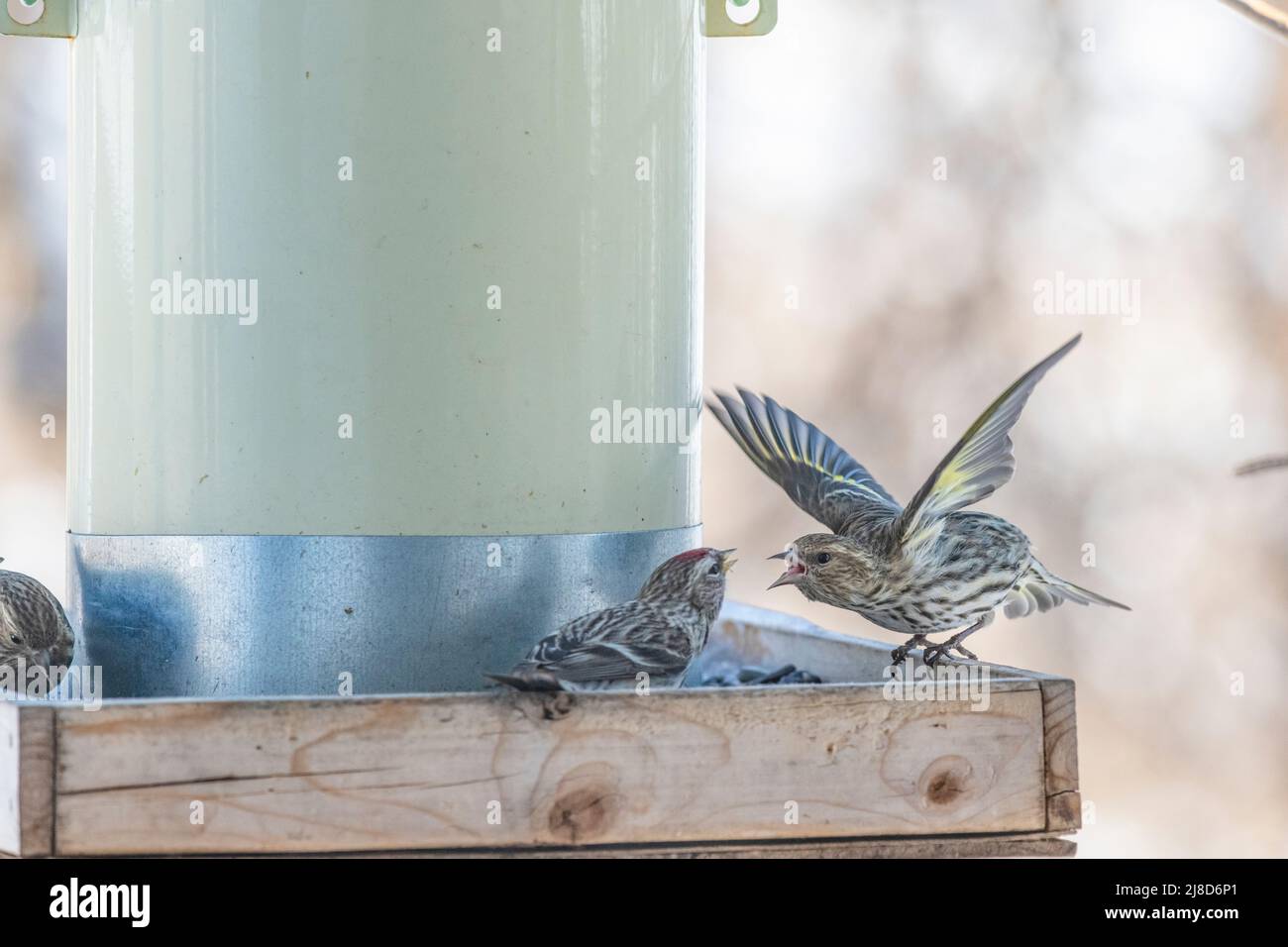 Junko bird hi-res stock photography and images - Alamy