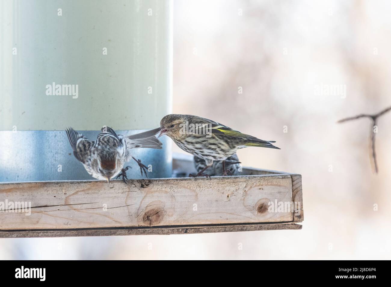 Junko bird hi-res stock photography and images - Alamy