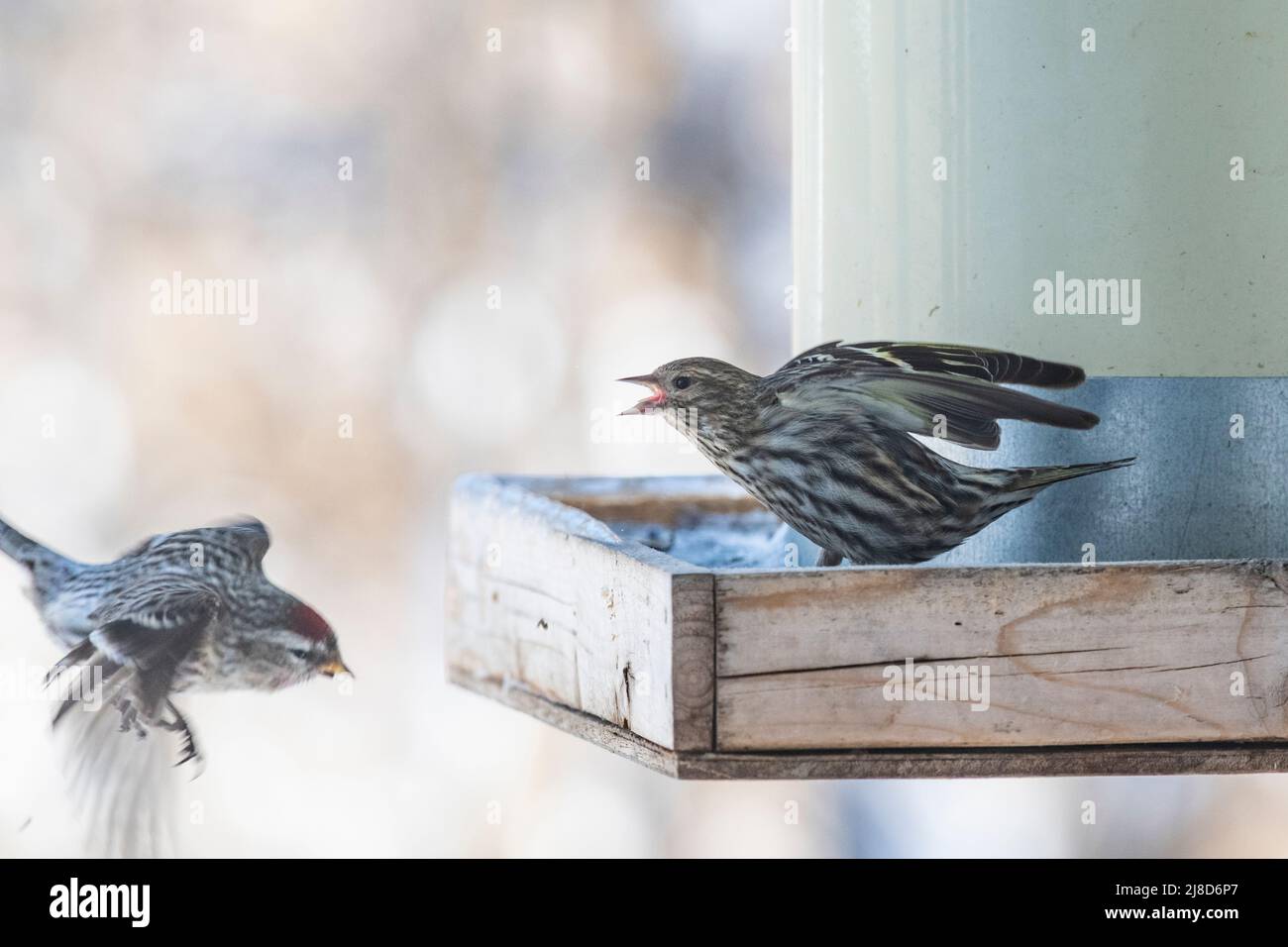 Redpoll, Pine Siskin,birds at feeder competing for food, batling ...