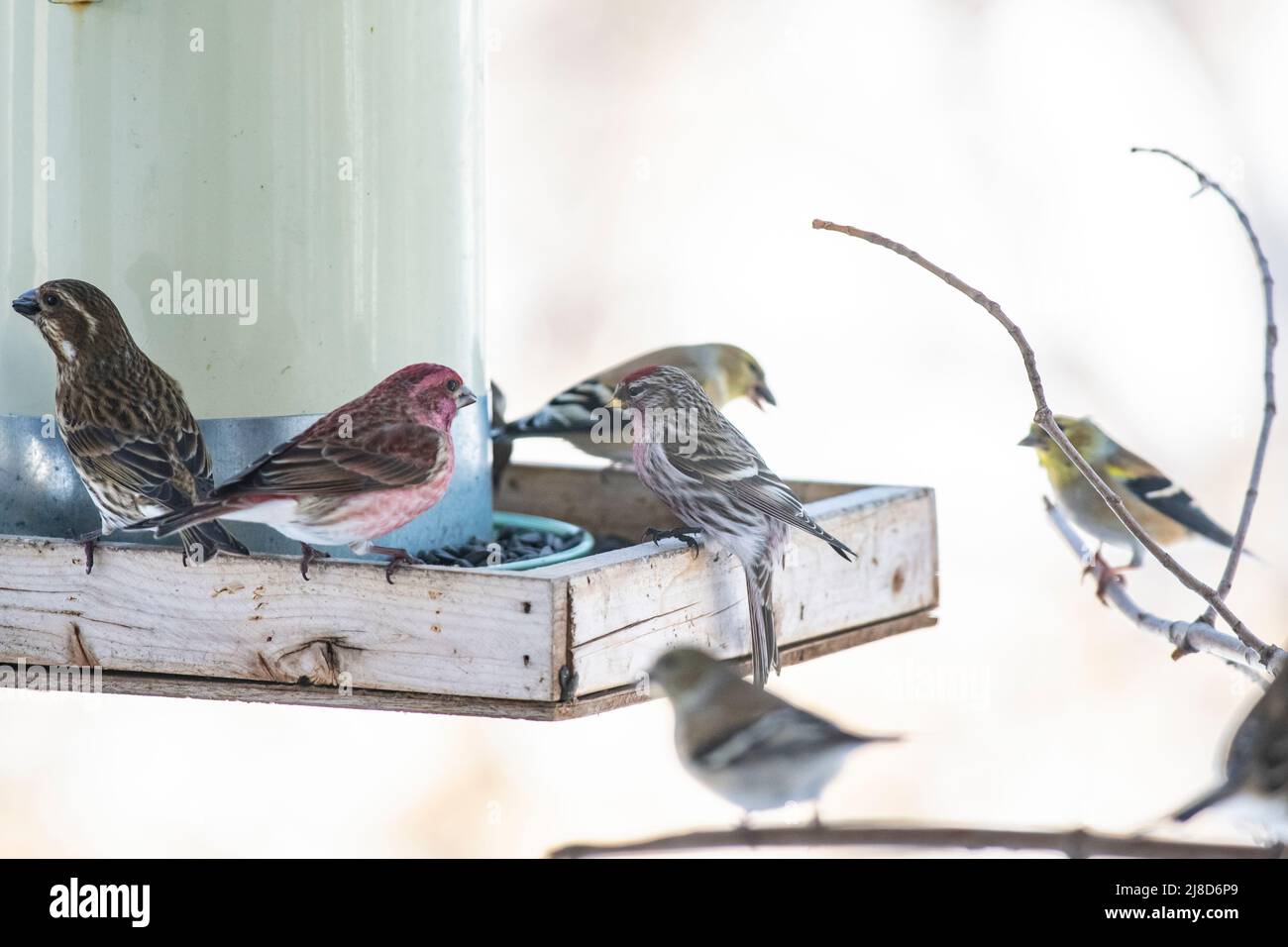 purple finch.,Goldfinch, redpoll,birds at feeder competing for food ...