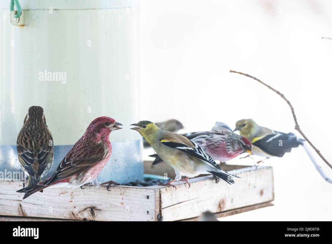 purple finch.,Goldfinch, redpoll,birds at feeder competing for food ...
