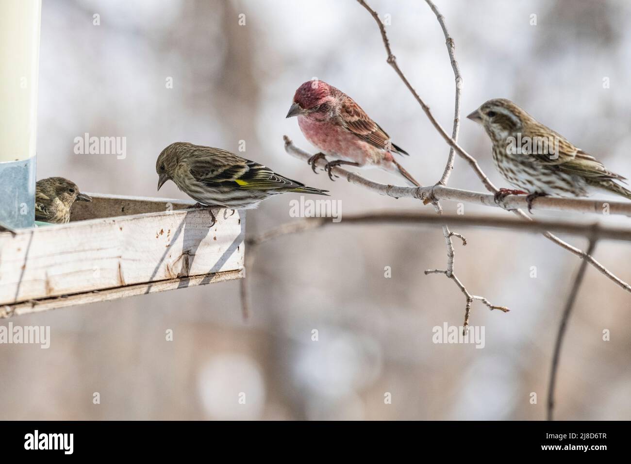 purple finch.,Goldfinch, redpoll,birds at feeder competing for food ...