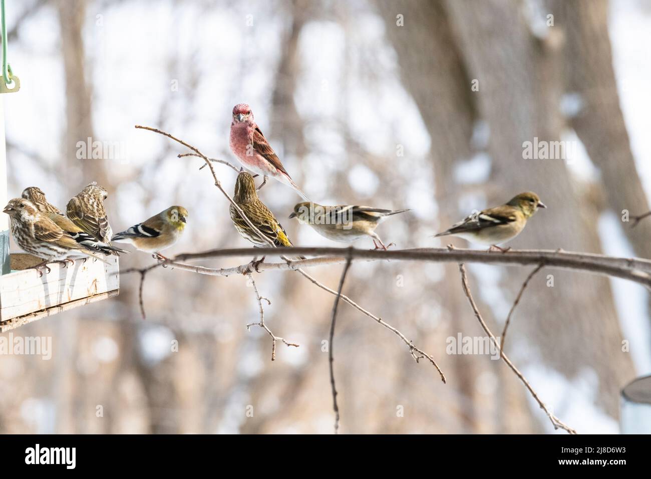 purple finch.,Goldfinch, redpoll,birds at feeder competing for food ...