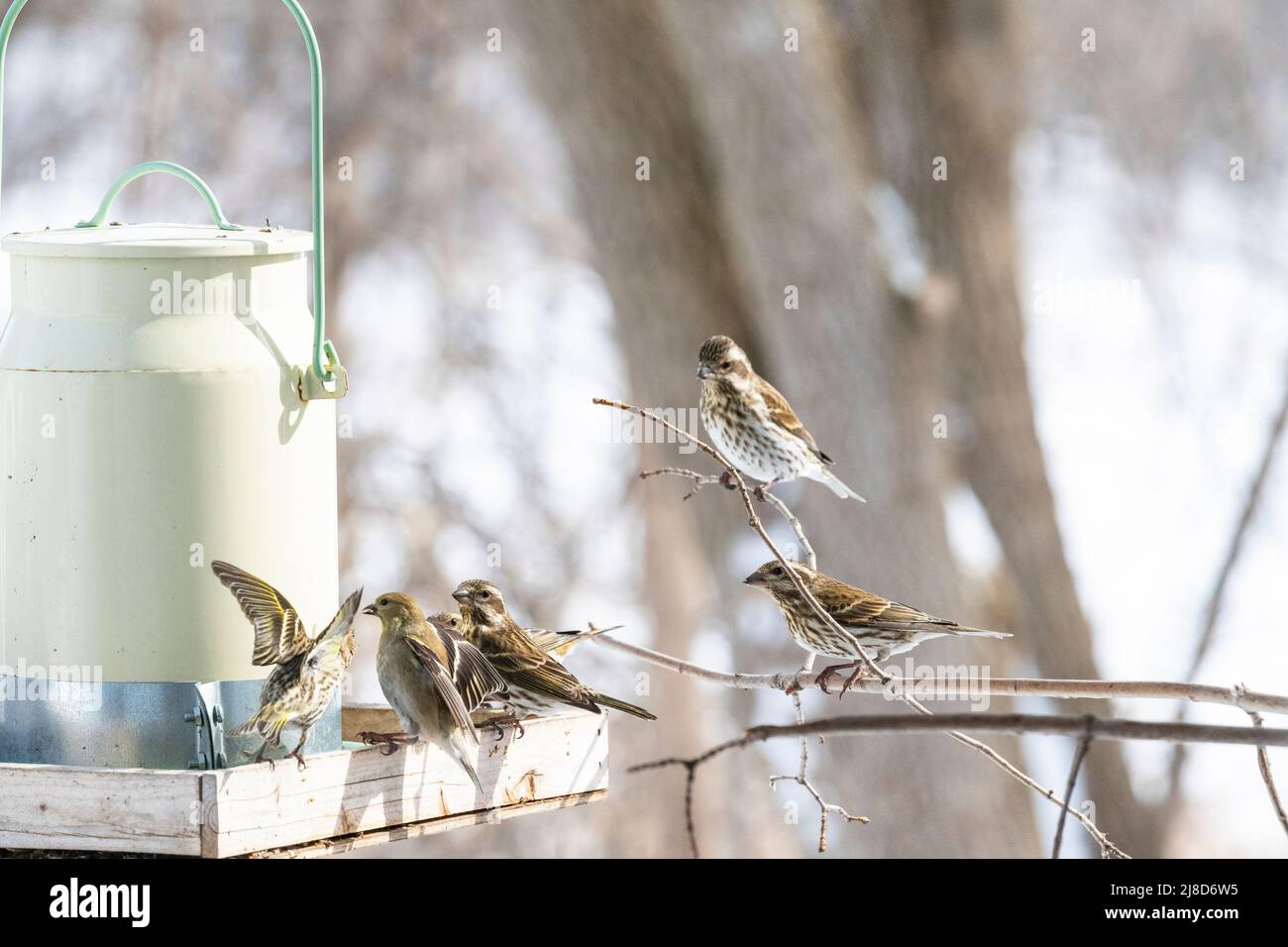 Junko bird hi-res stock photography and images - Alamy