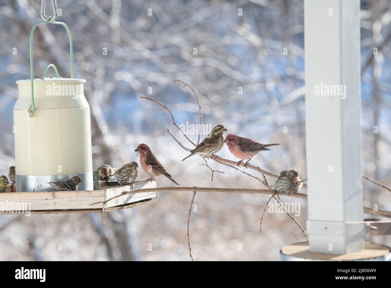 purple finch.,Goldfinch, redpoll,birds at feeder competing for food ...