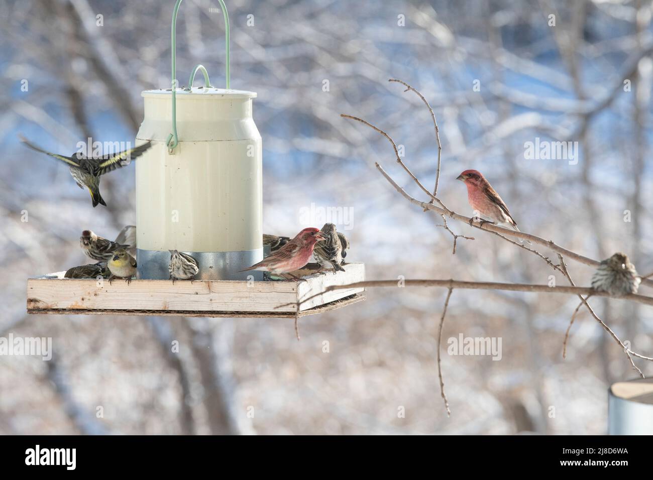 purple finch.,Goldfinch, redpoll,birds at feeder competing for food ...