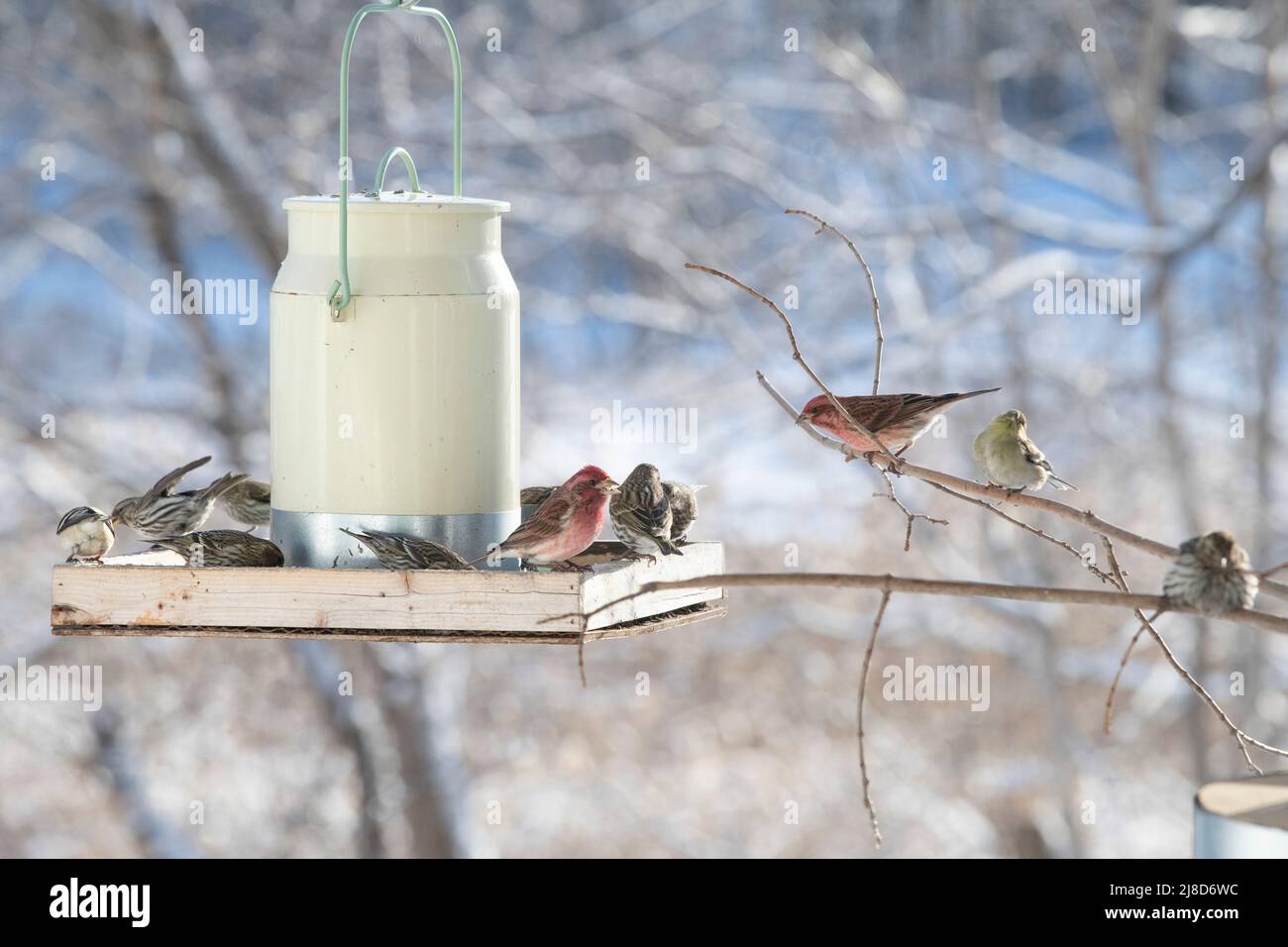 purple finch.,Goldfinch, redpoll,birds at feeder competing for food ...