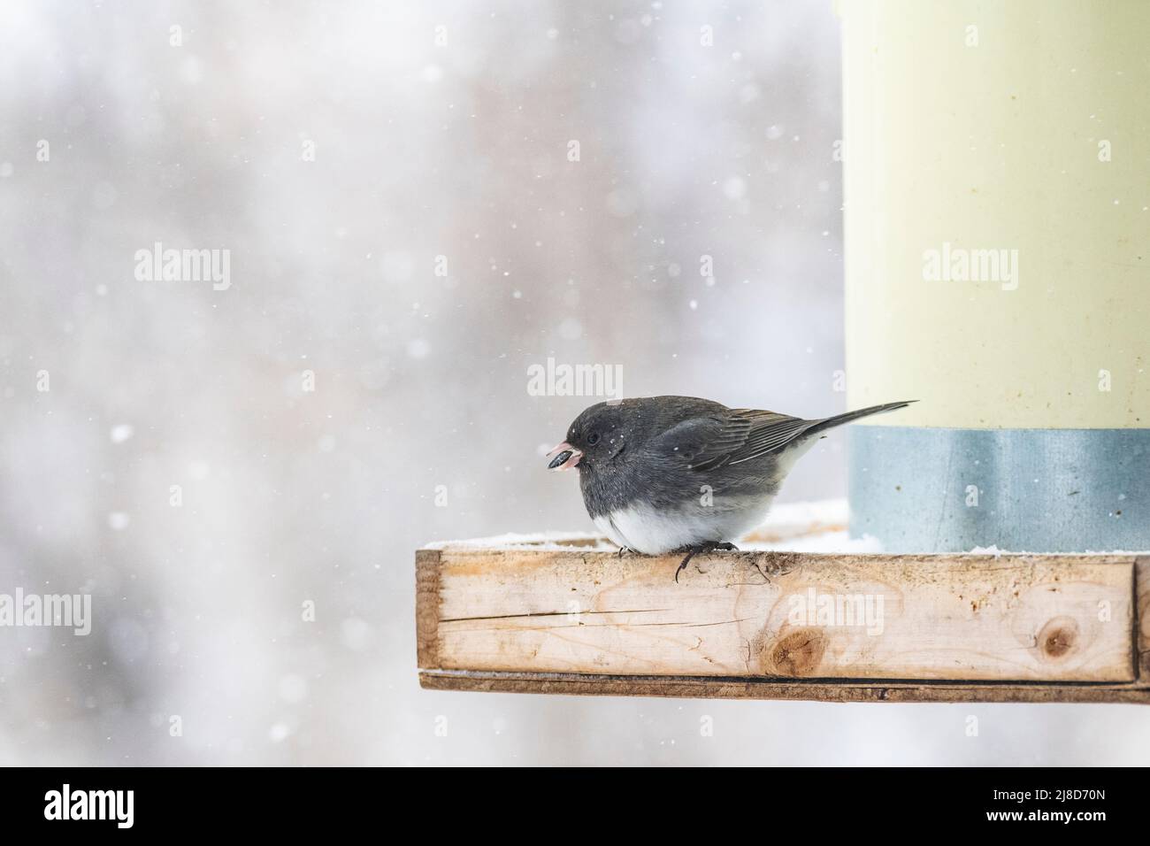 Dark eyed junco in winter hi-res stock photography and images - Alamy
