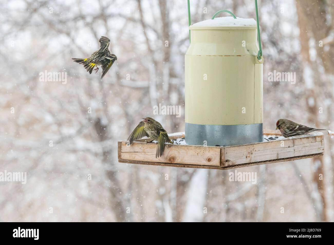 Redpoll, Pine Siskin,birds at feeder competing for food, batling ...
