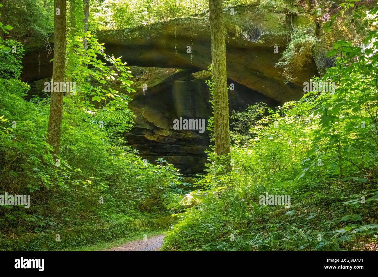 Wooded trail leading to the largest natural bridge east of the Rockies ...