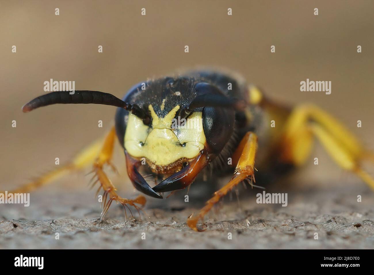 Fierceful hi-res stock photography and images - Alamy