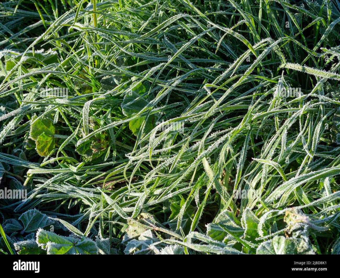 Pretty frozen grass hi-res stock photography and images - Alamy
