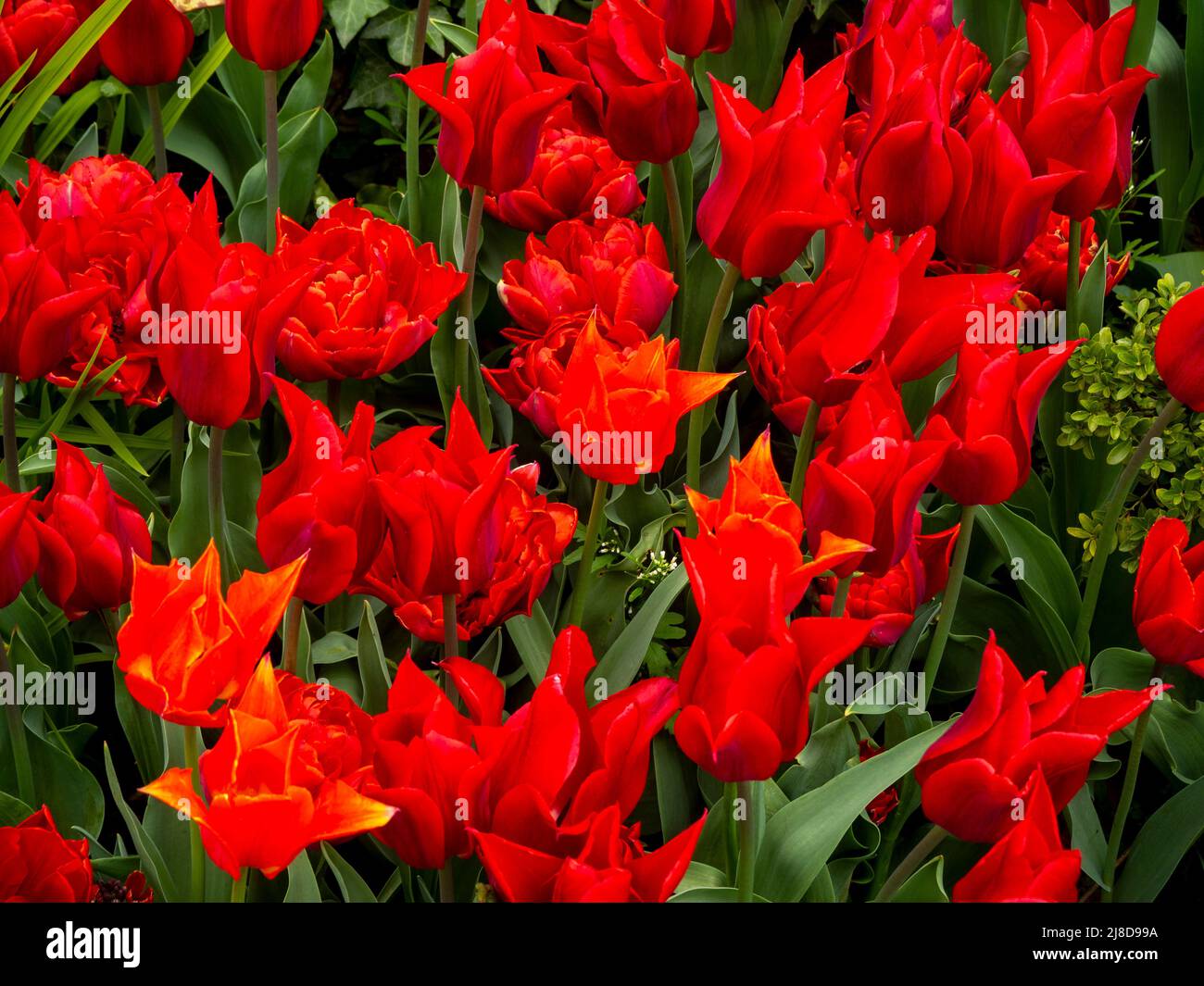 Chenies Manor Garden.Tulipa 'Isaac Chic' ; a vivid deep red Tulip ...