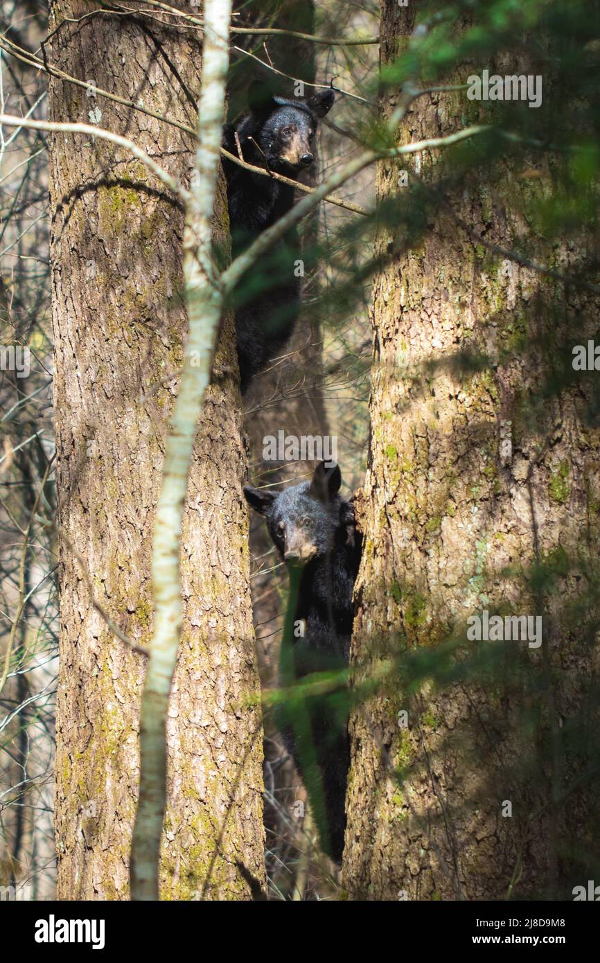Black bear cubs tree hi-res stock photography and images - Alamy