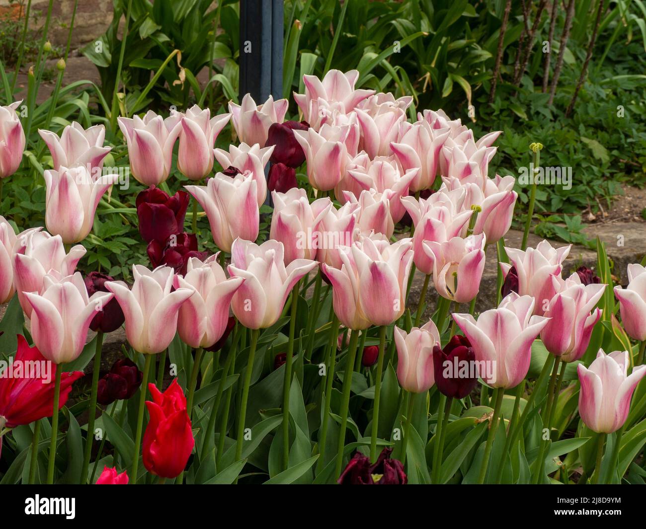 Chenies Manor Garden Tulip 'Apricot Pride', Tulipa 'Isaak Chic' Tulipa ...