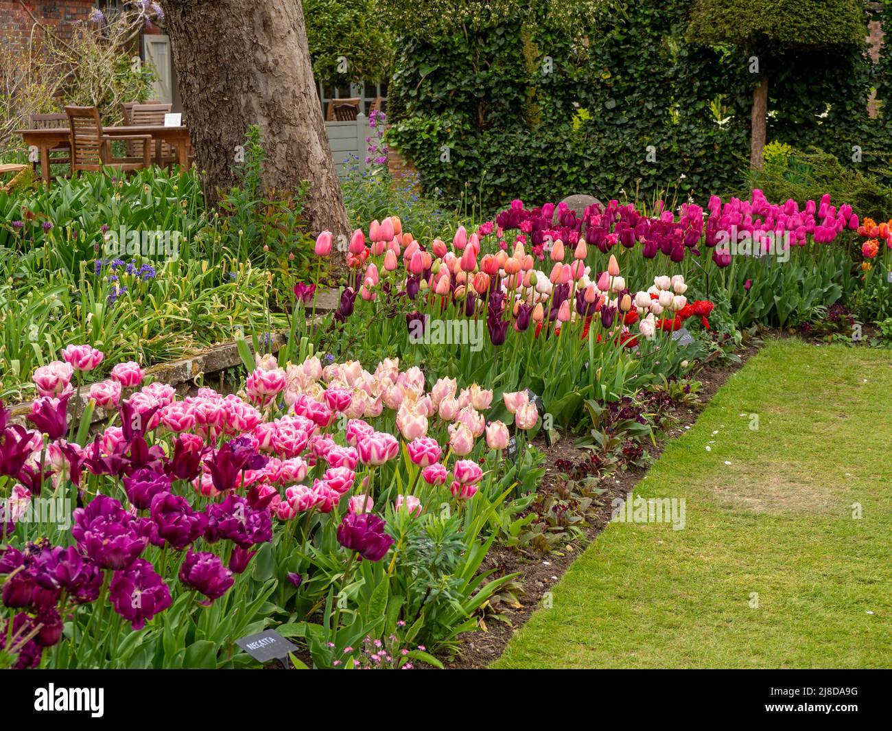Tulipa Time Out High Resolution Stock Photography and Images - Alamy