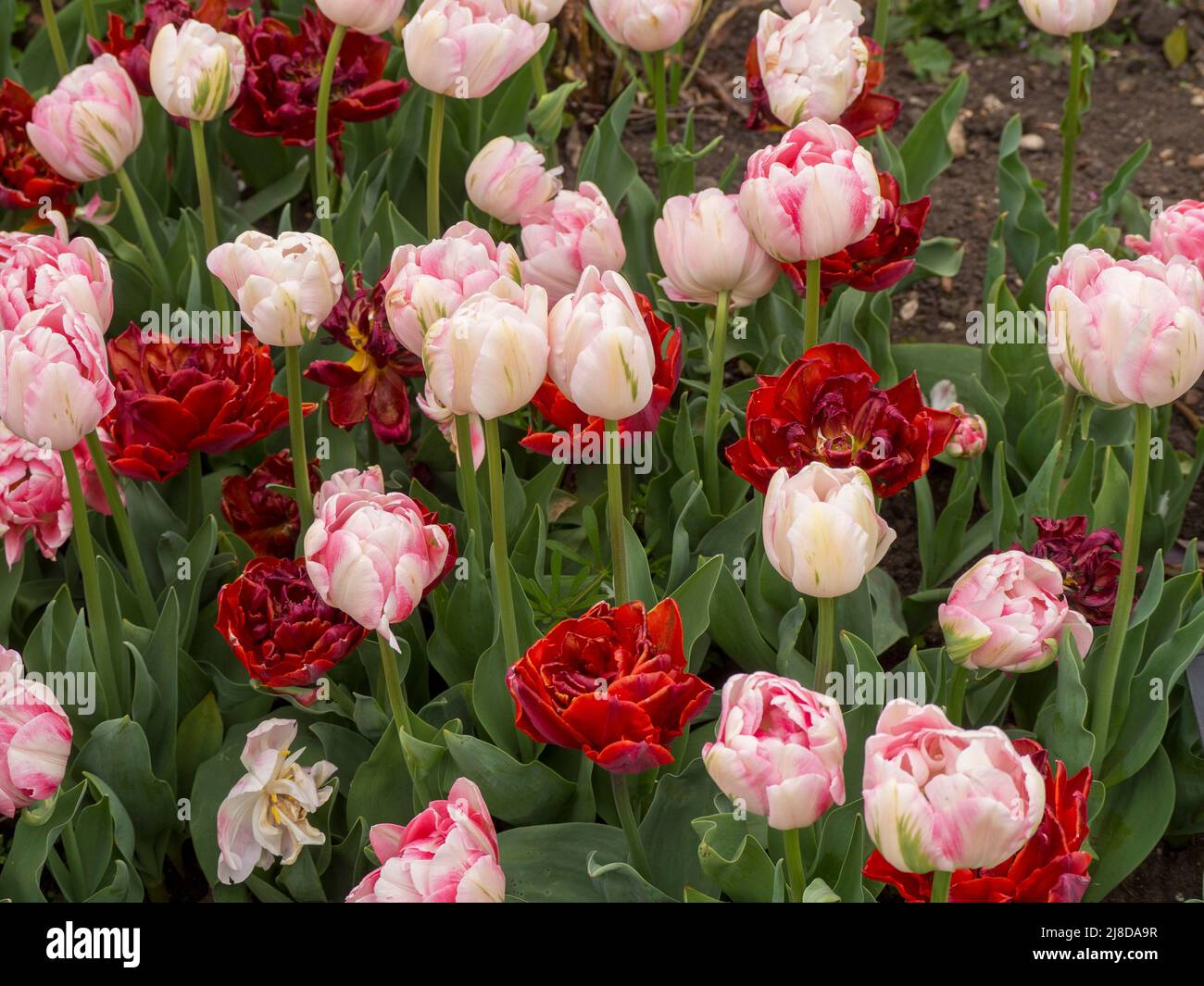 Chenies Manor Garden. Tulipa 'Finola' and Tulipa 'Red Princess'; a ...