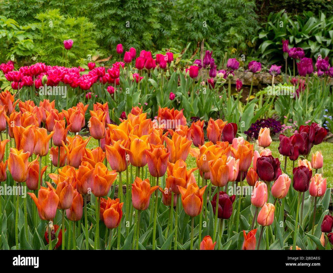 Chenies Manor Garden rows of Tulip varieties. Tulipa 'Chato', Tulipa ...