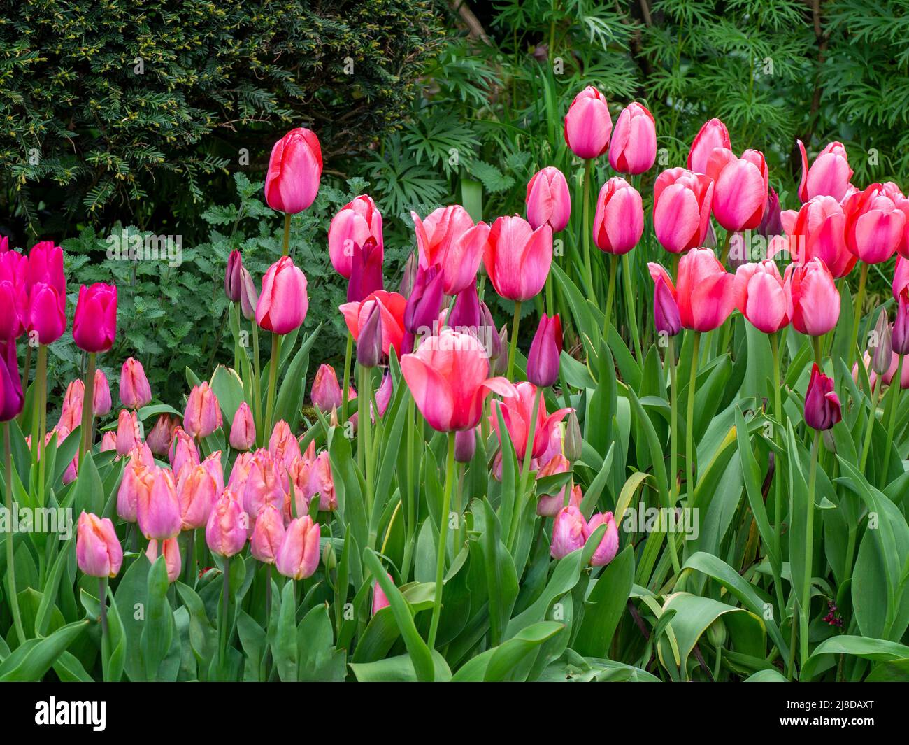 Chenies Manor Garden.Vibrant Salmon Pink Tulipa 'Menton' in the Sunken ...