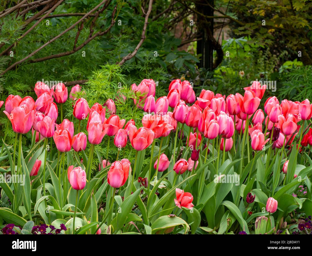 Tulip menton hi-res stock photography and images - Alamy
