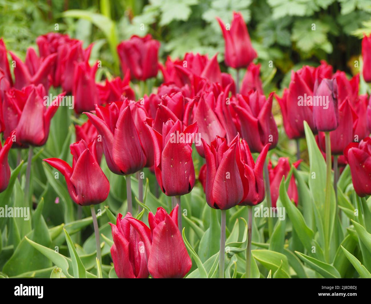Deep red velvet flower hi-res stock photography and images - Alamy