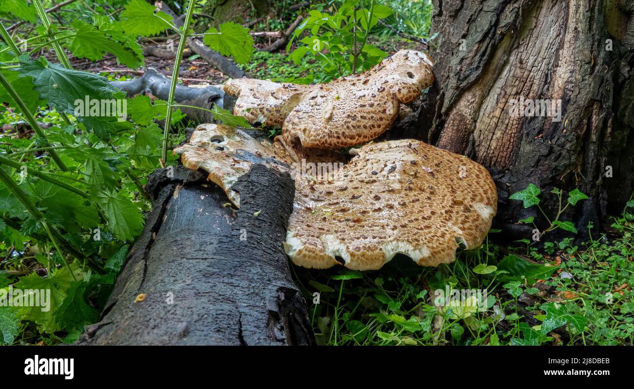 close up of Cerioporus, Polyporus squamosus is a basidiomycete bracket ...
