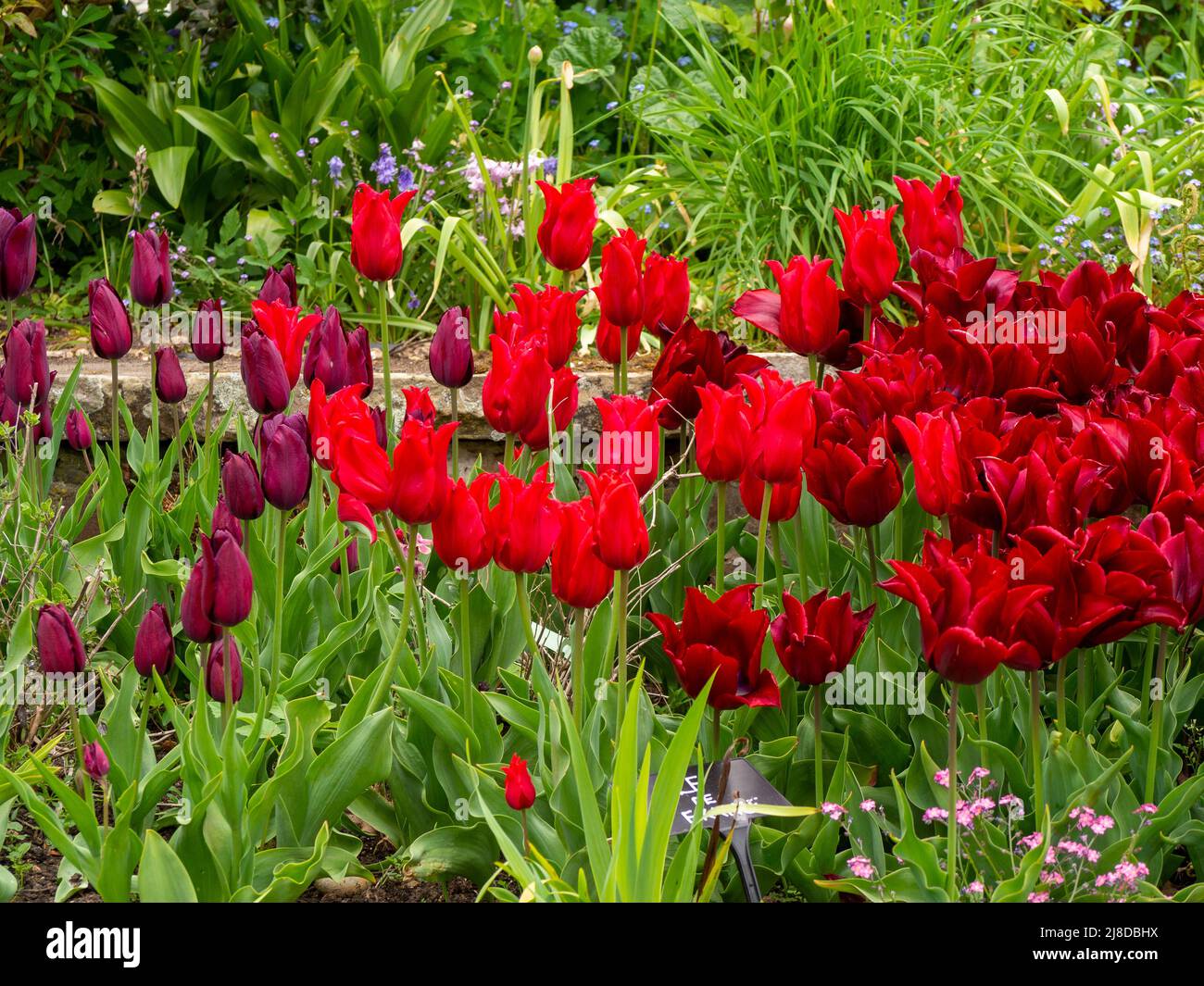 Chenies Manor Garden tulips Glorious rich red Tulips. Tulipa 'Istanbul ...