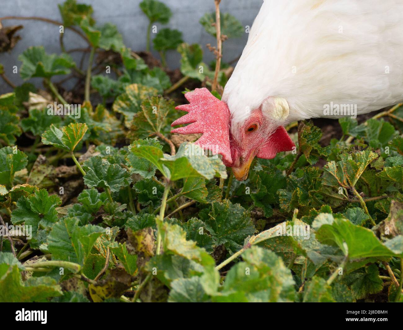 Organic domestic chicken on a sustainable farm. Concept healthy food ...