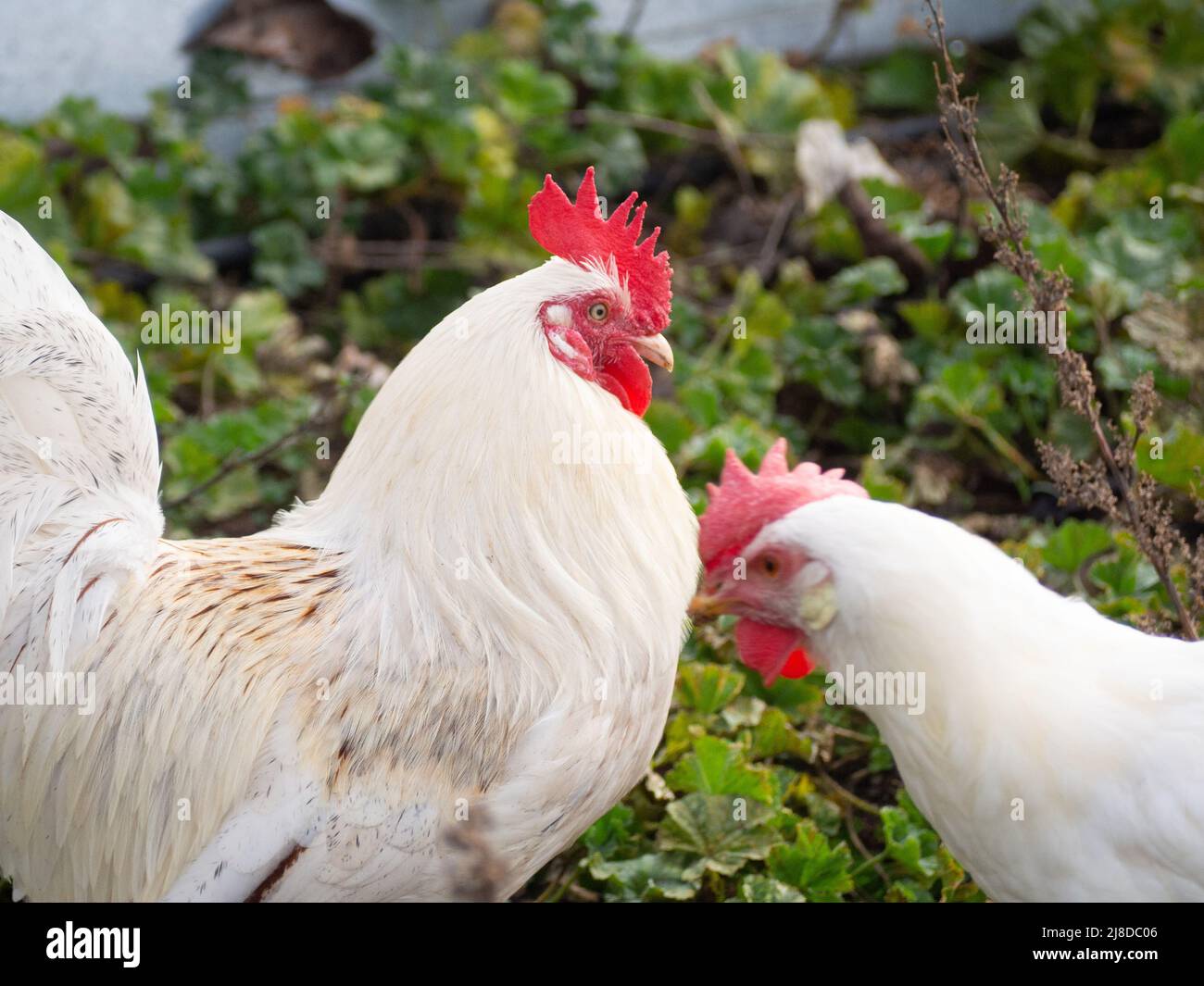 Organic domestic chicken on a sustainable farm. Concept healthy food ...