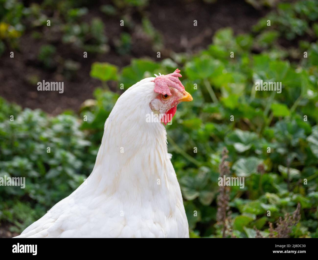 Organic domestic chicken on a sustainable farm. Concept healthy food ...