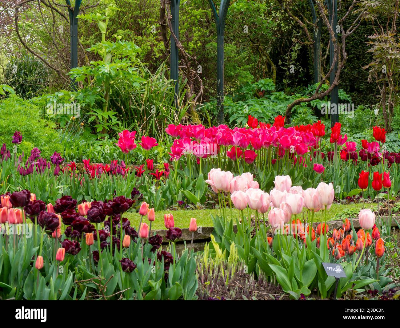 Chenies Manor Garden.The terraced Sunken garden with colourful layers ...